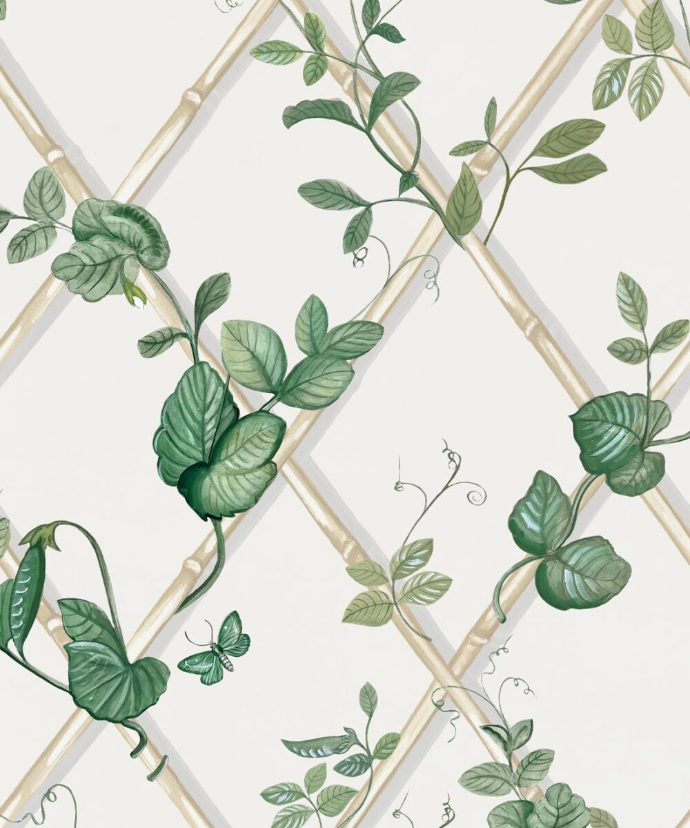 Grande Ivy Wallpaper • Ivy Trellis Design • Milton & King AUS