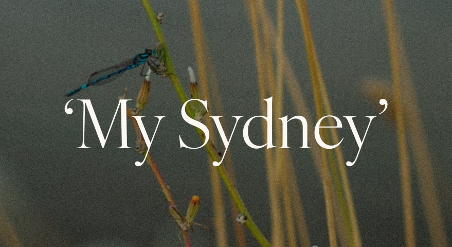 Bethany Linz: My Sydney Wallpaper Collection • Milton & King Australia